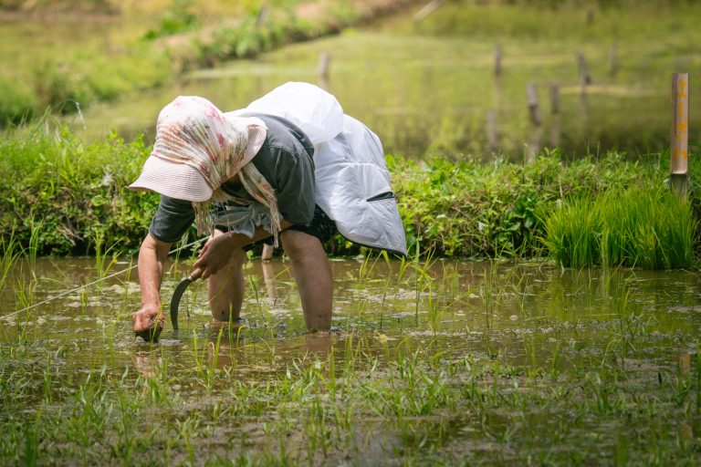 SOSA Project | 自給へ、自信へ、自立へ